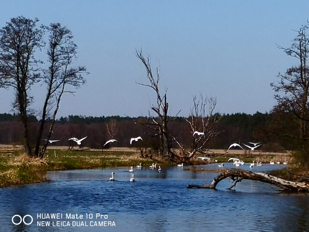 Liwiec – poznaj tę niezwykłą rzekę w Mazowieckiem